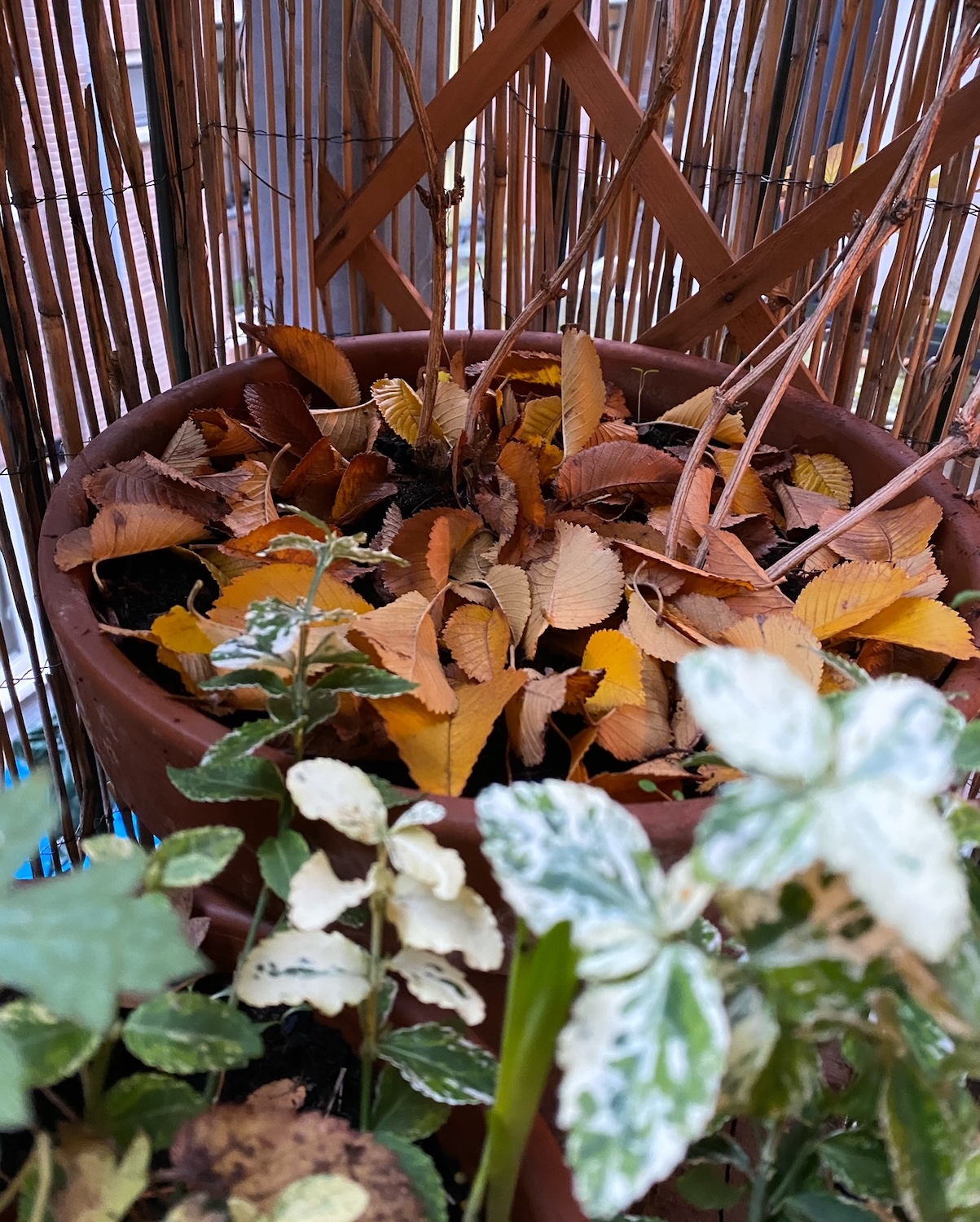 Het Wonder van Mulchen (het belang van herfstbladeren) - de Brug ...